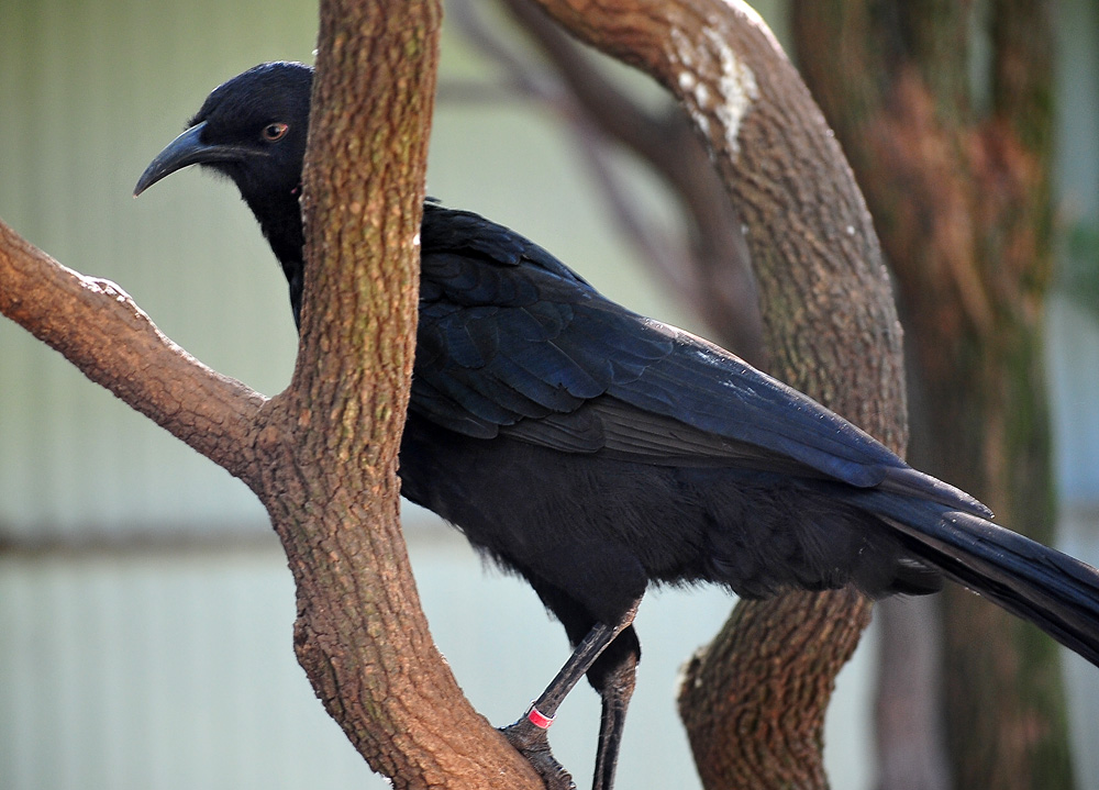 Australian Bird Quiz
