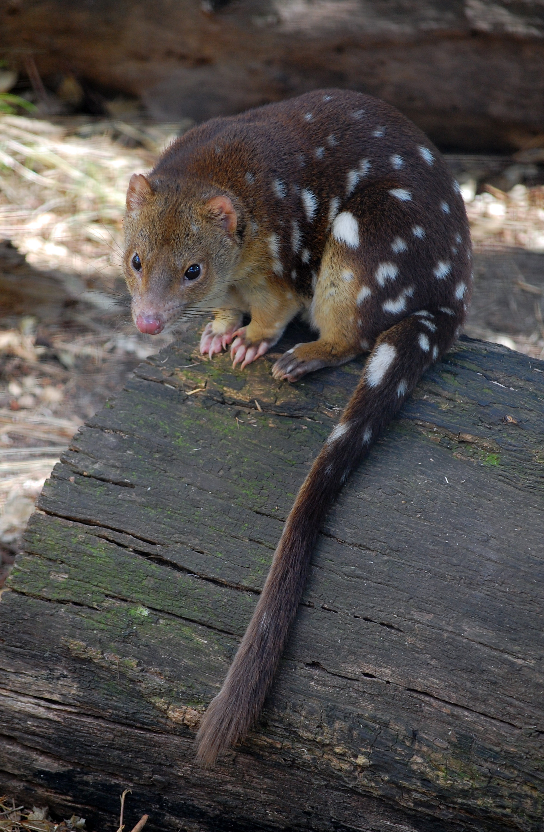 Tiger Quoll (Spot-tailed Quoll) - Dasyurus maculatus